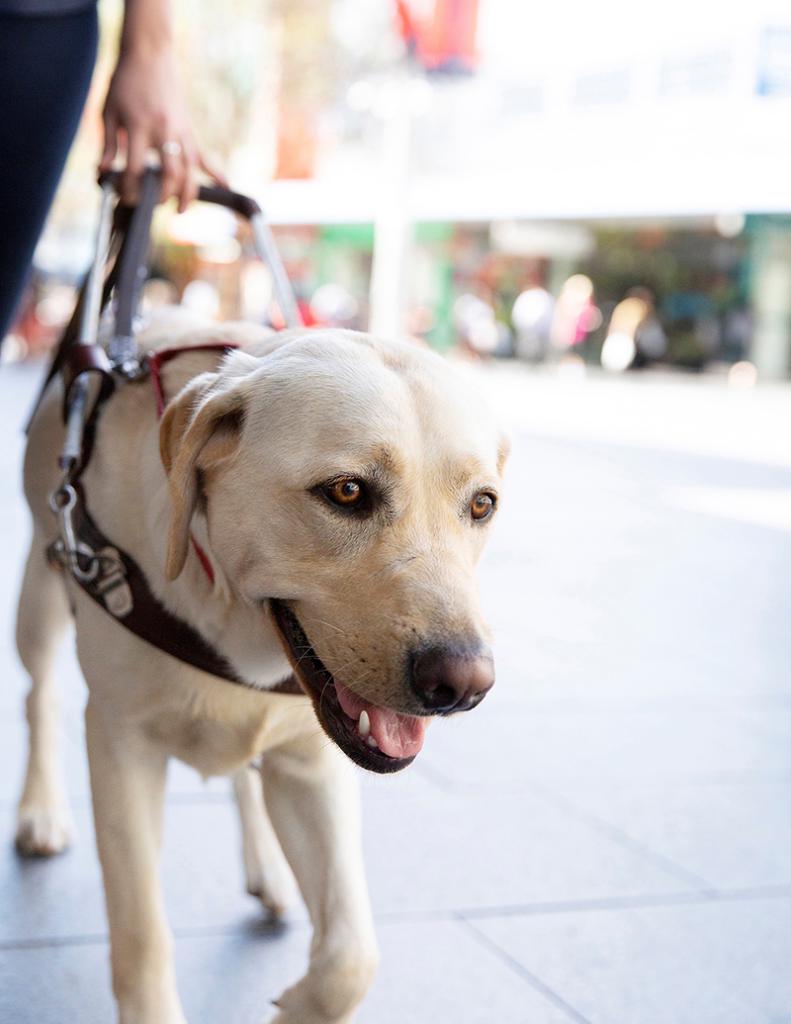 News Archive - Page 6 of 27 - Guide Dogs NSW/ACT