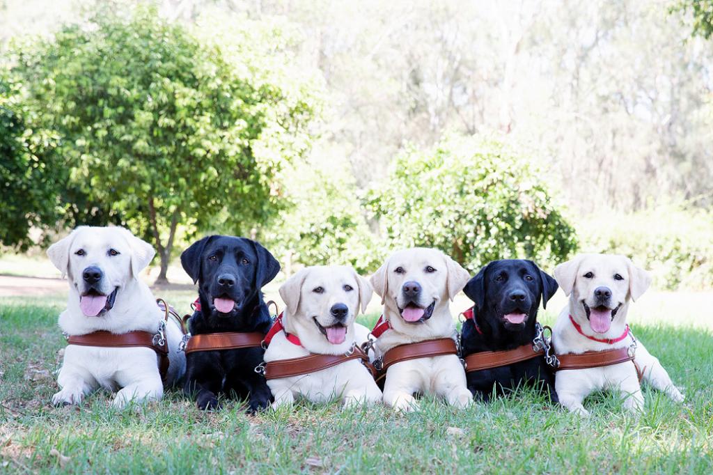 Guide Dog Graduation Ceremony in Wollongong - Guide Dogs NSW/ACT