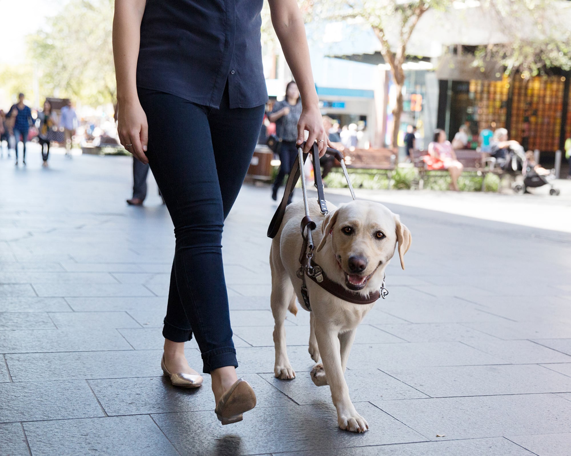 Client Open Day at St Leonards - Guide Dogs NSW/ACT