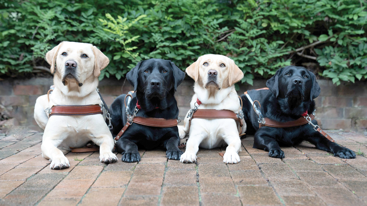 Guide Dog Tales Winter 2022 - Guide Dogs NSW/ACT