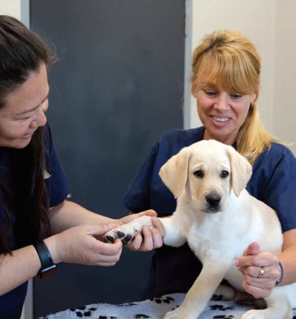 Guide Dog Tales Spring 2022 - Guide Dogs NSW/ACT