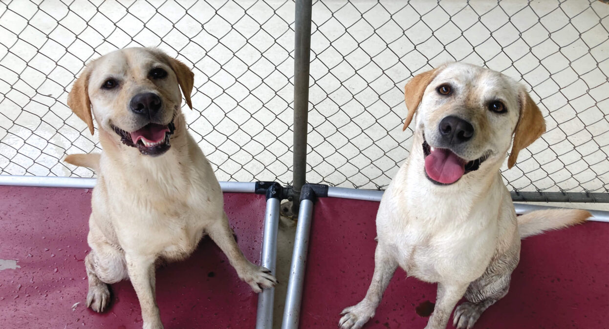 Guide Dog Tales Spring 2022 - Guide Dogs NSW/ACT