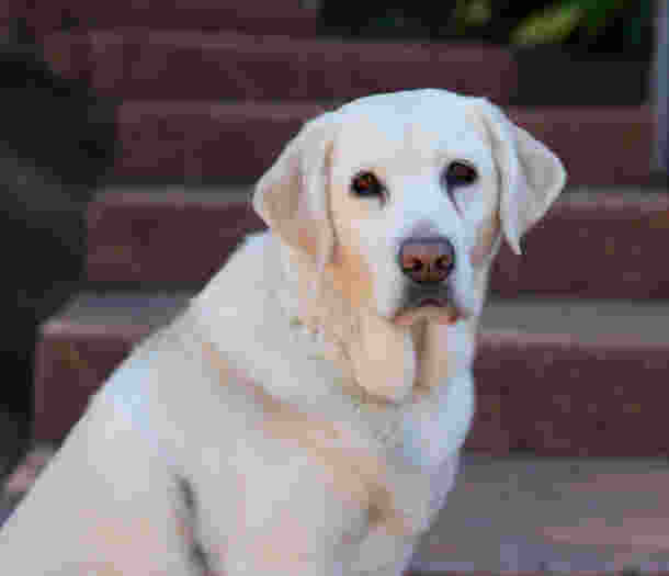 Ambassador Dog - Nancy - Guide Dogs NSW/ACT