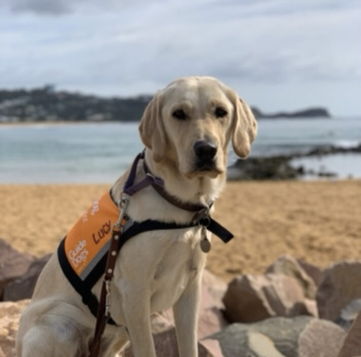Ambassador Dog - Lucy - Guide Dogs NSW/ACT