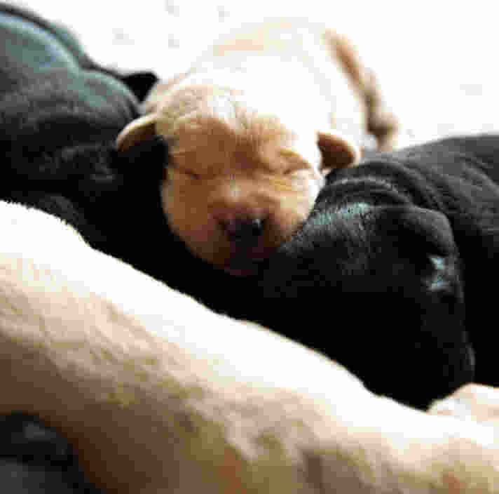 Home Whelping Program - Guide Dogs NSW/ACT