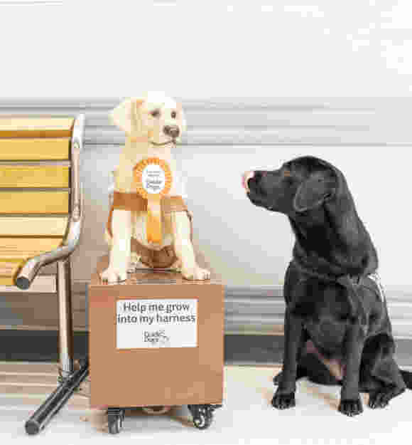 Ambassador Dog - Venus - Guide Dogs NSW/ACT